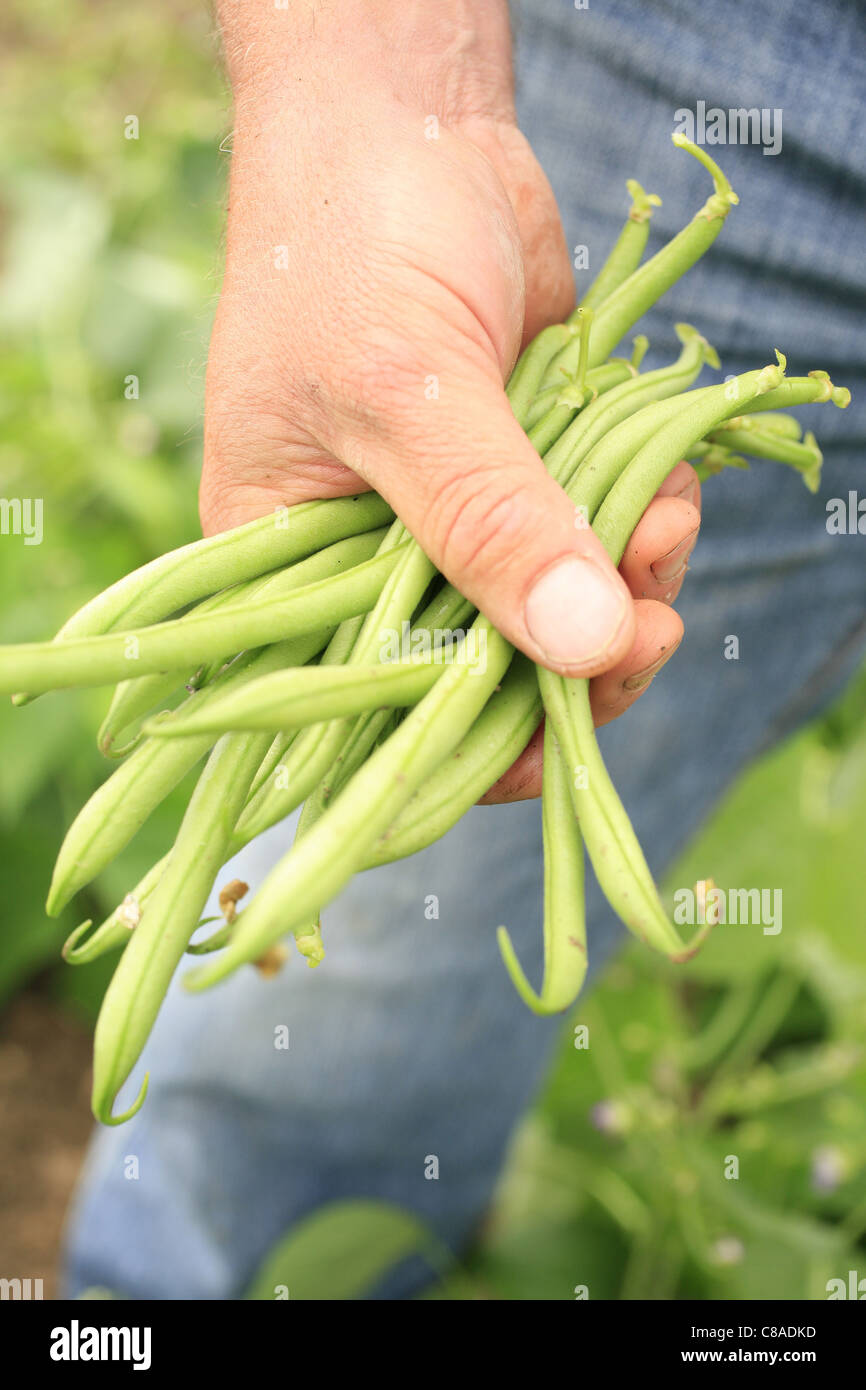 Handful of green beans Stock Photo - Alamy