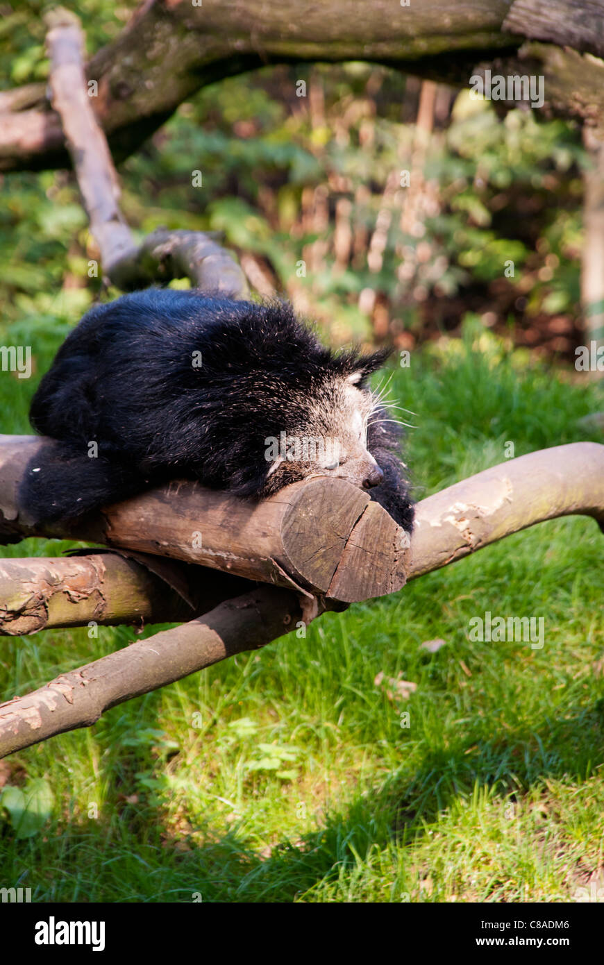 Binturong (Arctictis binturong), or Asian Bearcat, or Palawan Bearcat ...