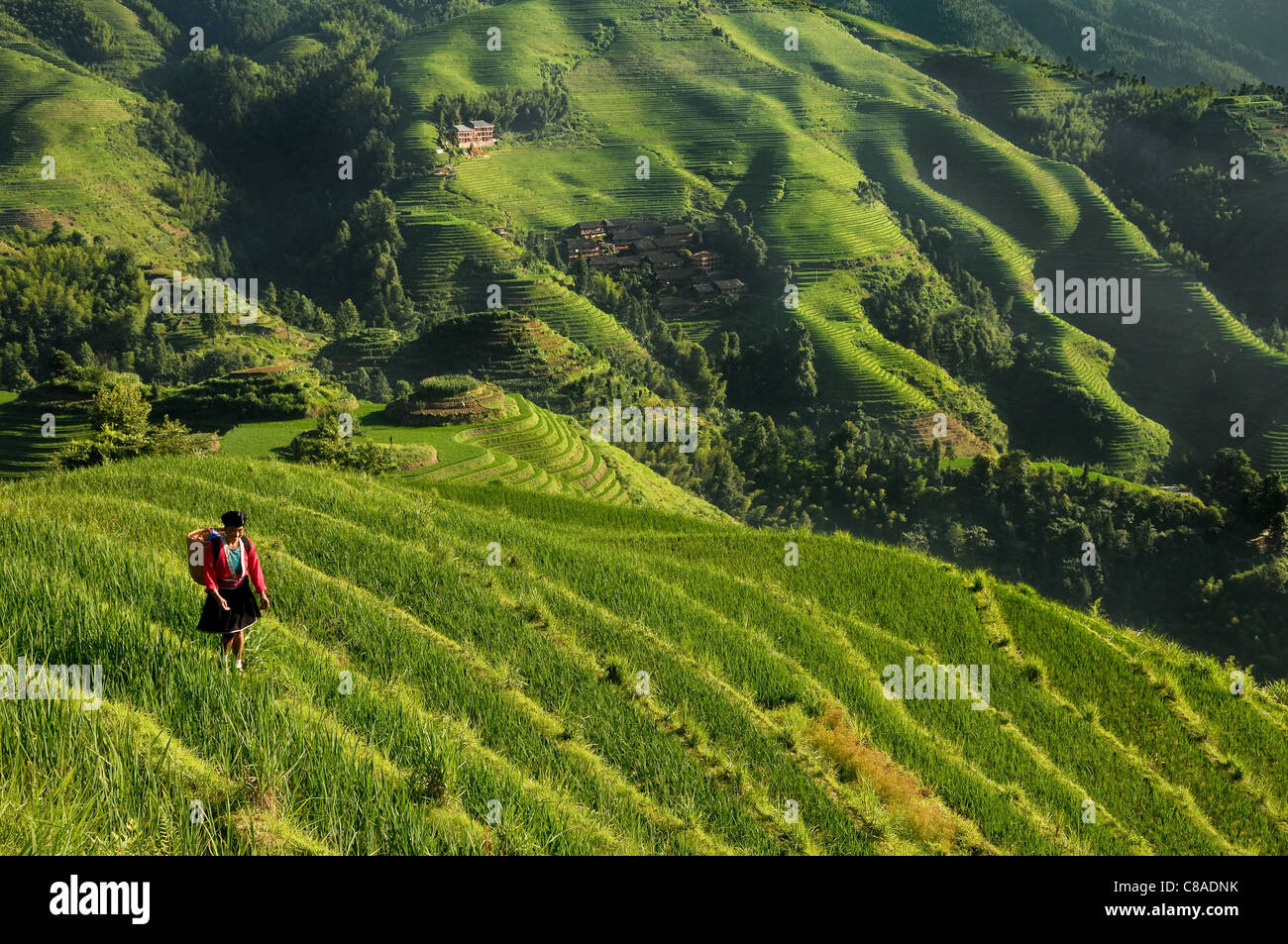 Local woman walking along the rice terraces in the dragon backbone ...