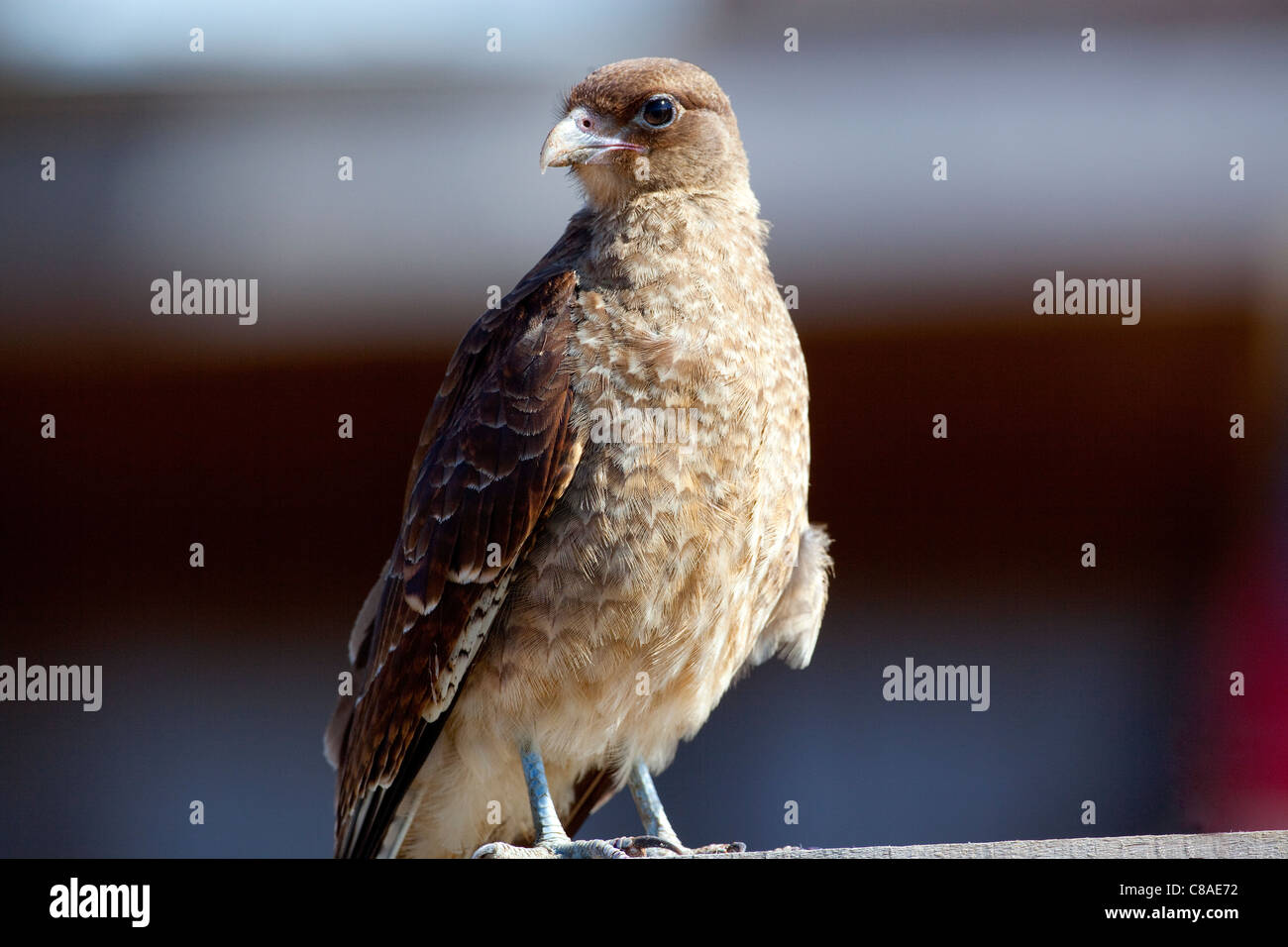 A juvenile hawk in Chile Stock Photo - Alamy