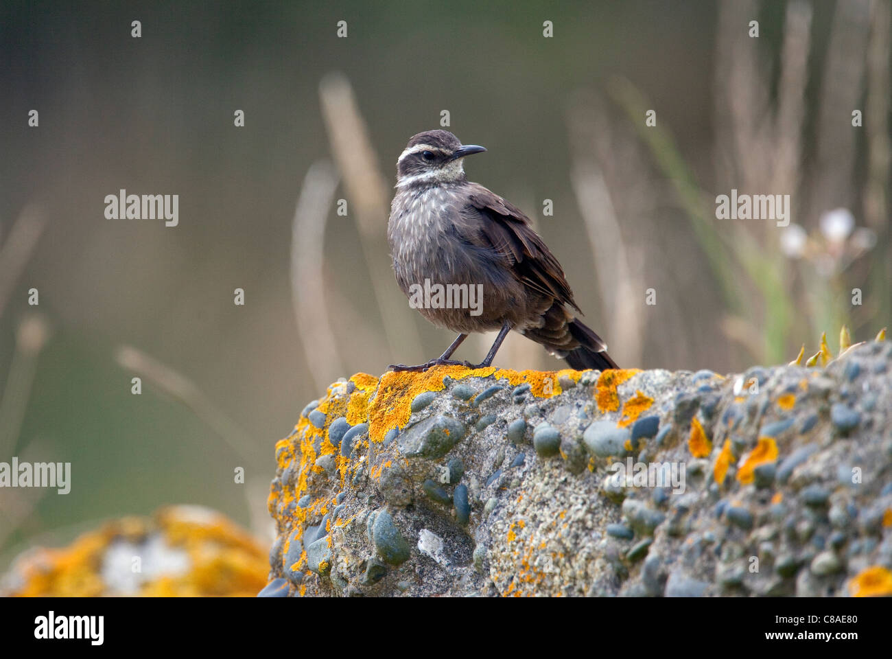 A Churrete costero bird in Chile Stock Photo - Alamy