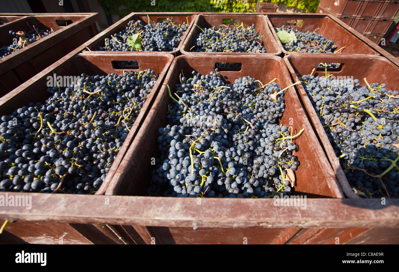Collecting crates of red grapes at Bodega Roda in Haro La Rioja Spain ...