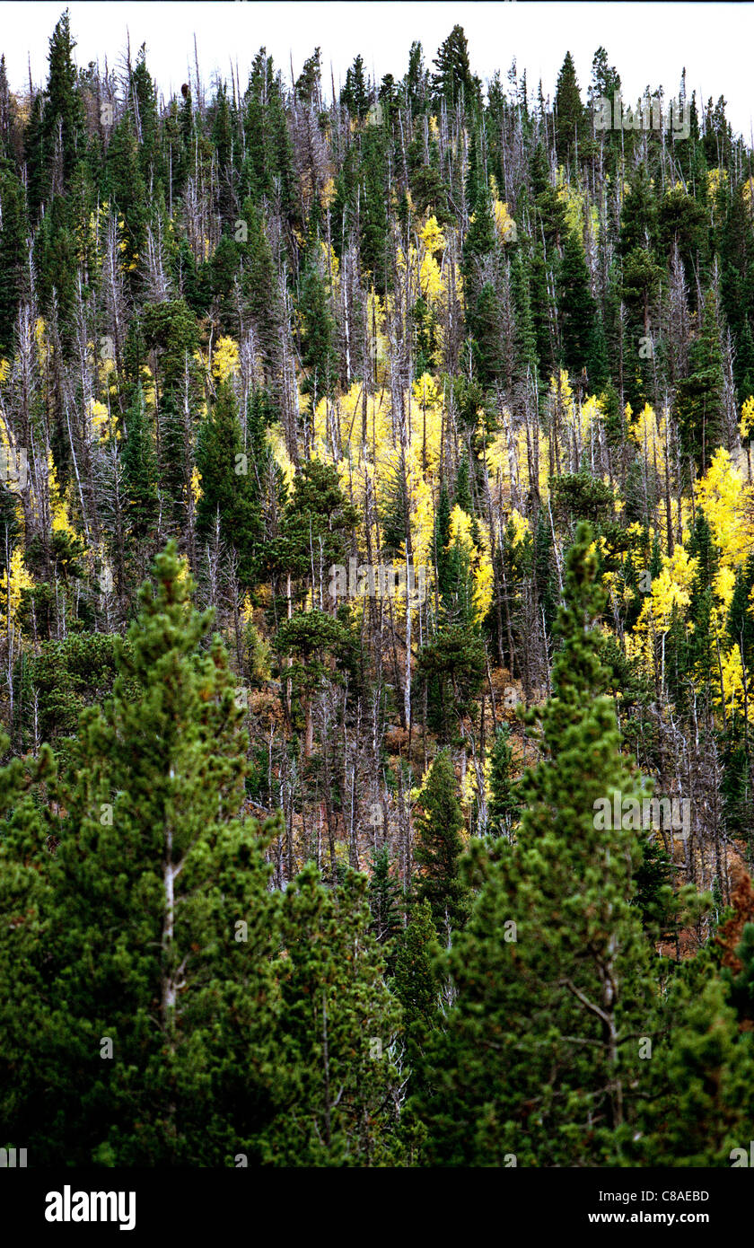 Evergreens and Aspens in Rocky Mountain National Forest Stock Photo - Alamy