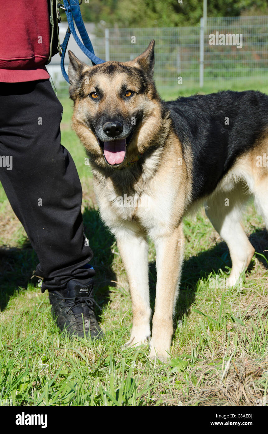 German Sheperd Dog High Resolution Stock Photography and Images - Alamy
