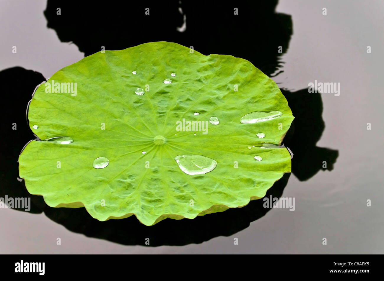 Water drop on lotus leaf hi-res stock photography and images - Alamy
