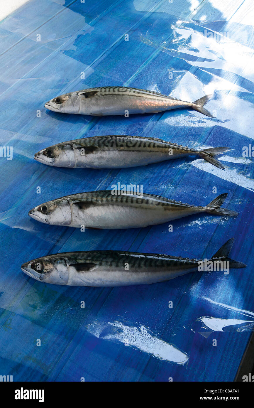 Mackerels hi-res stock photography and images - Alamy