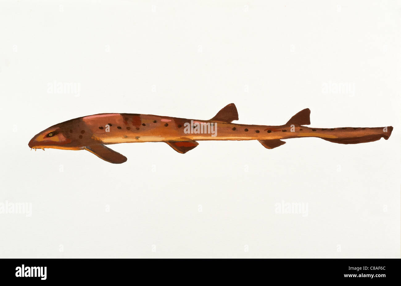 Collared Carpetshark Parascyllium collare, Parascyllidae Stock Photo ...