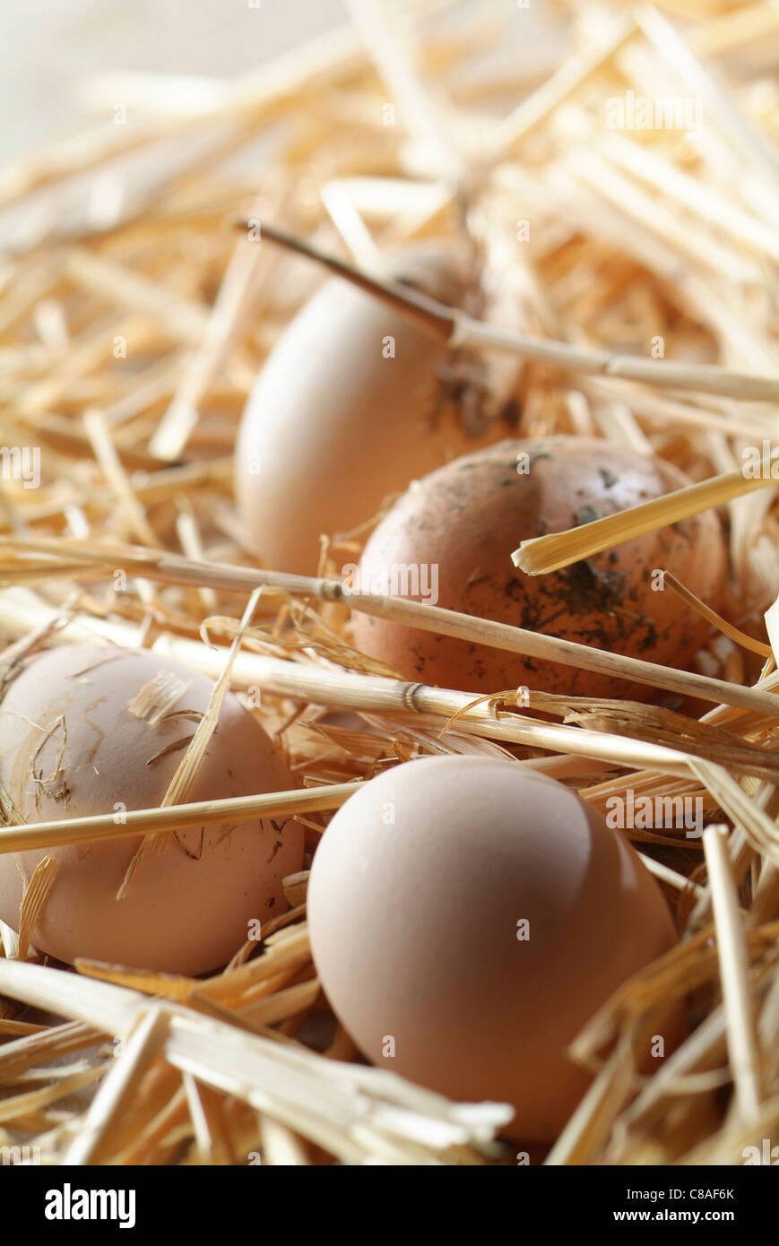 Freshly layed eggs hi-res stock photography and images - Alamy