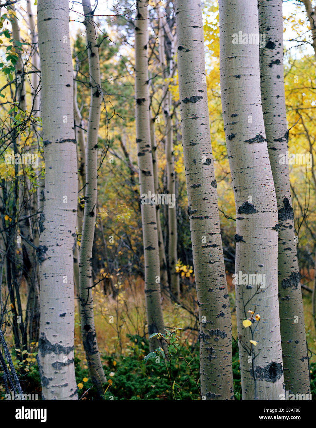 Trembling aspen trees hi-res stock photography and images - Alamy