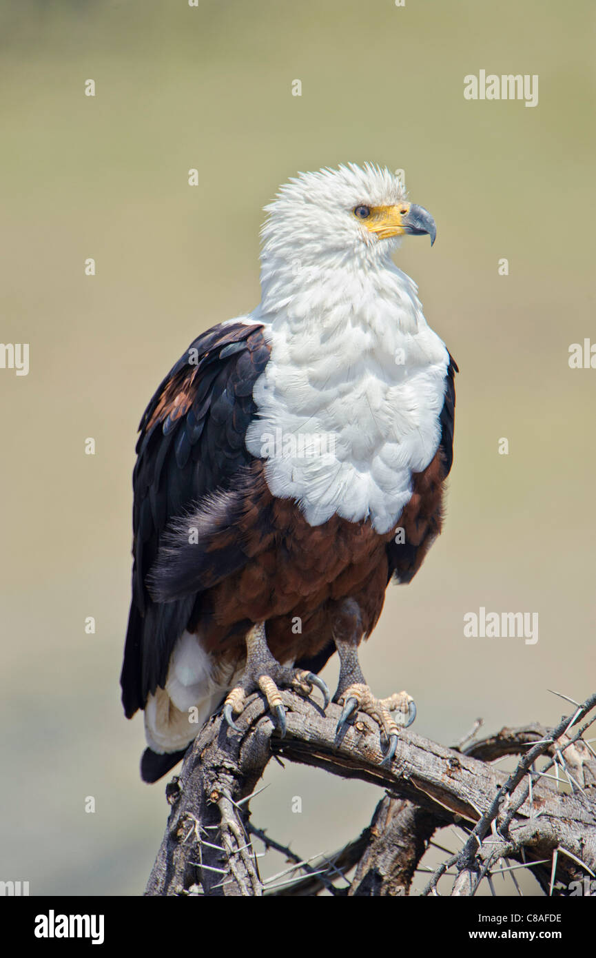 An African Fish Eagle perching in a thorn acacia in the Masai Mara in ...