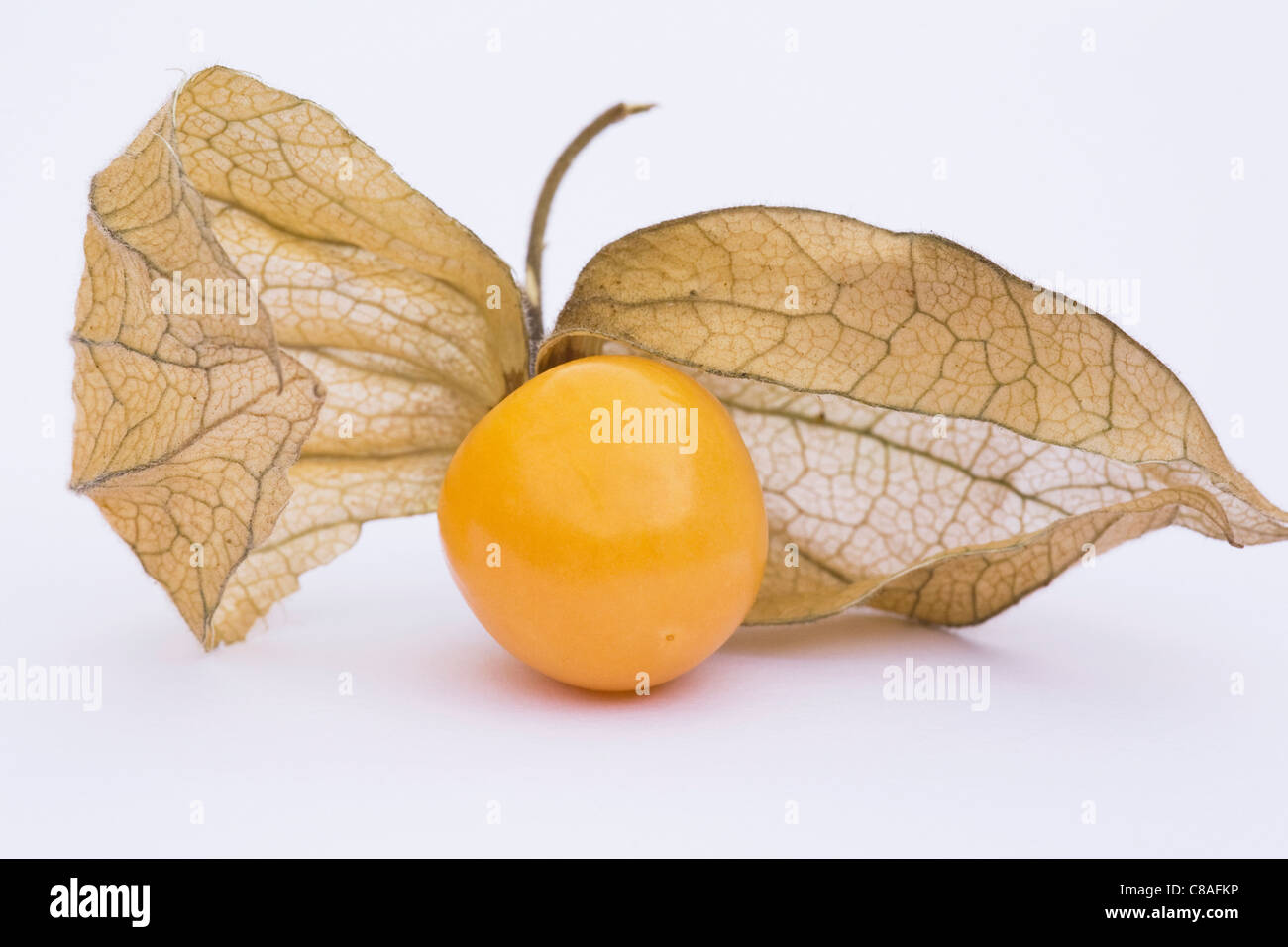 Physalis peruviana. A single fruit on a white background Stock Photo ...