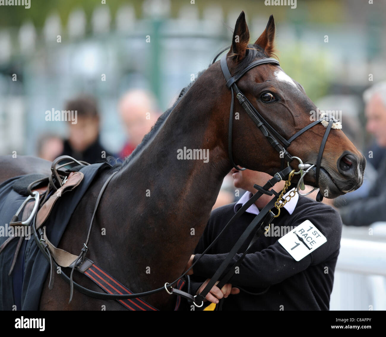 A horse in the parade ring before its race hi-res stock photography and ...