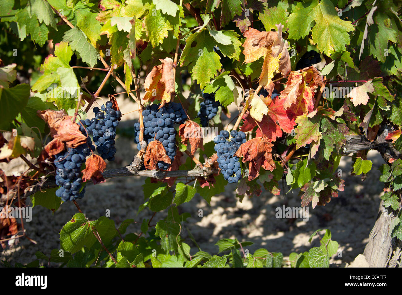 Tempranillo grapes in vineyard in Rioja, Northern spain Stock Photo - Alamy