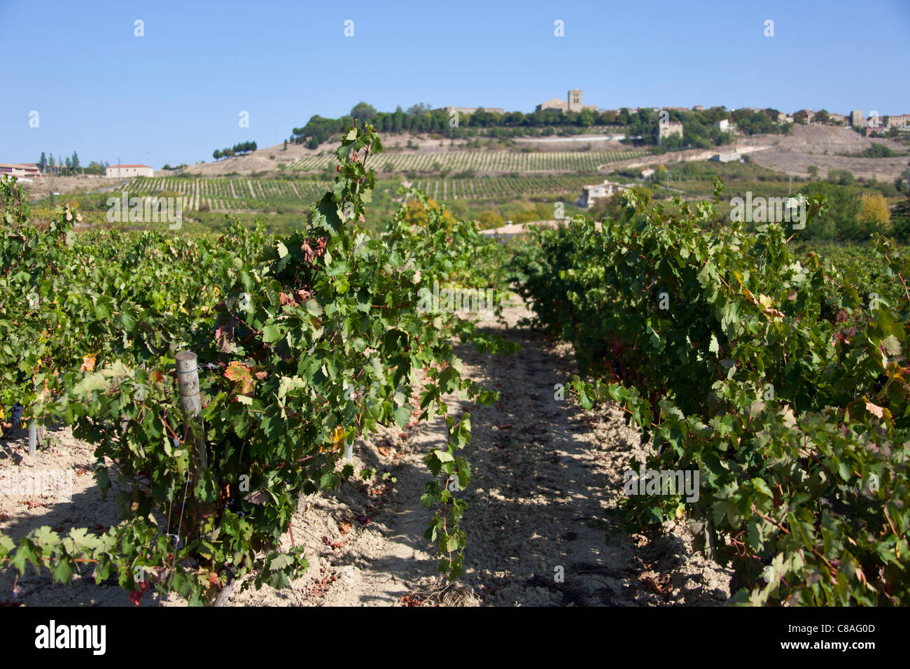 Tempranillo grapes hi-res stock photography and images - Alamy