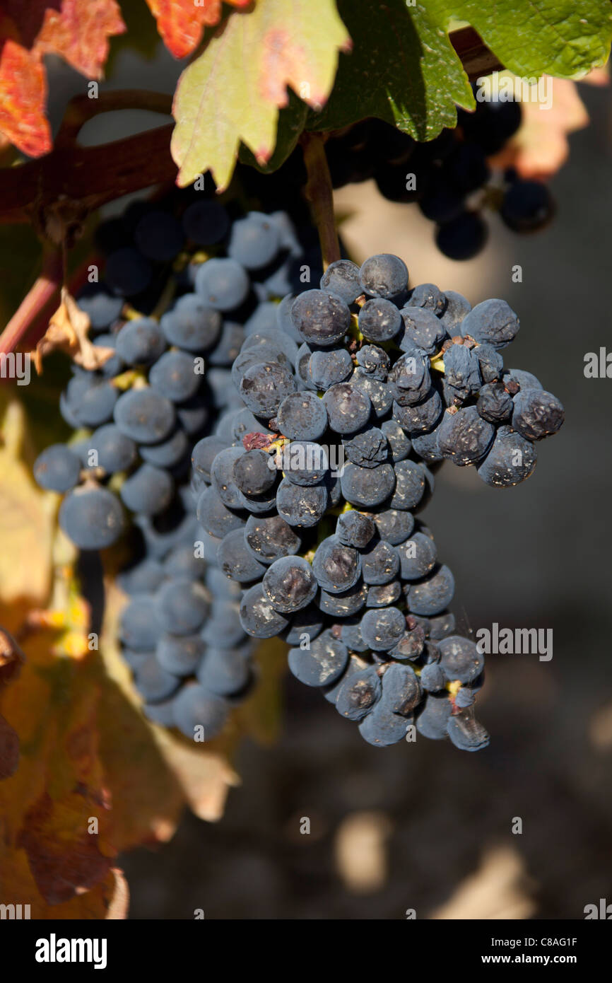 Grapes for rioja wine hi-res stock photography and images - Alamy