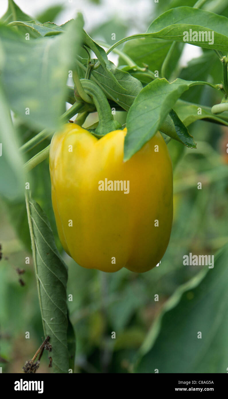 Organic yellow pepper Stock Photo - Alamy