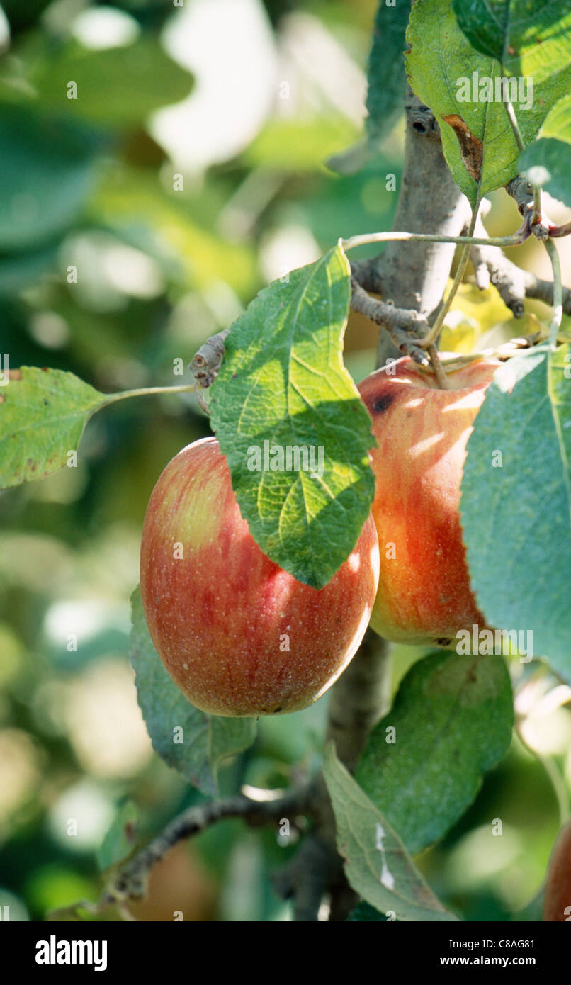 Wellspur hi-res stock photography and images - Alamy
