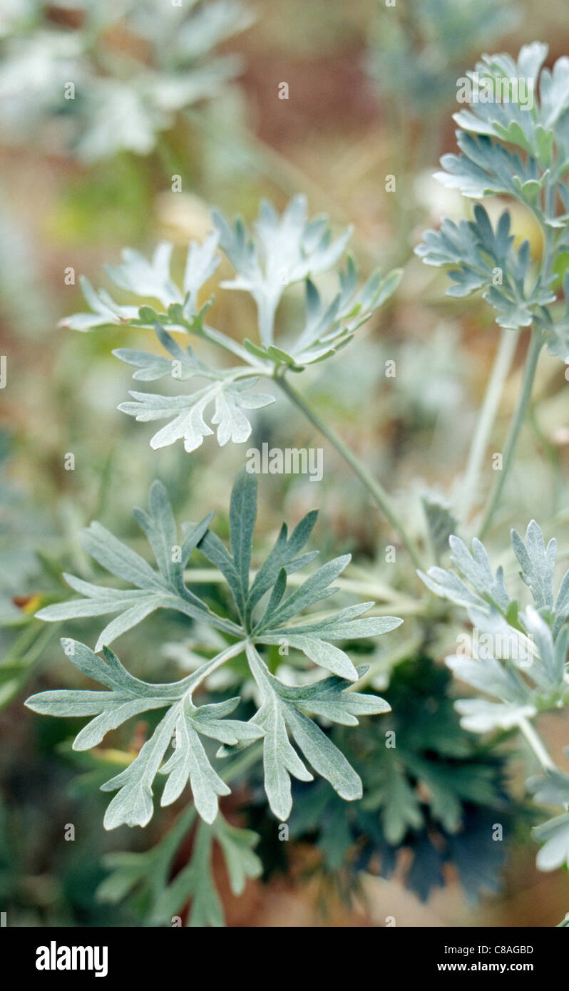 Absinthe green hi-res stock photography and images - Alamy