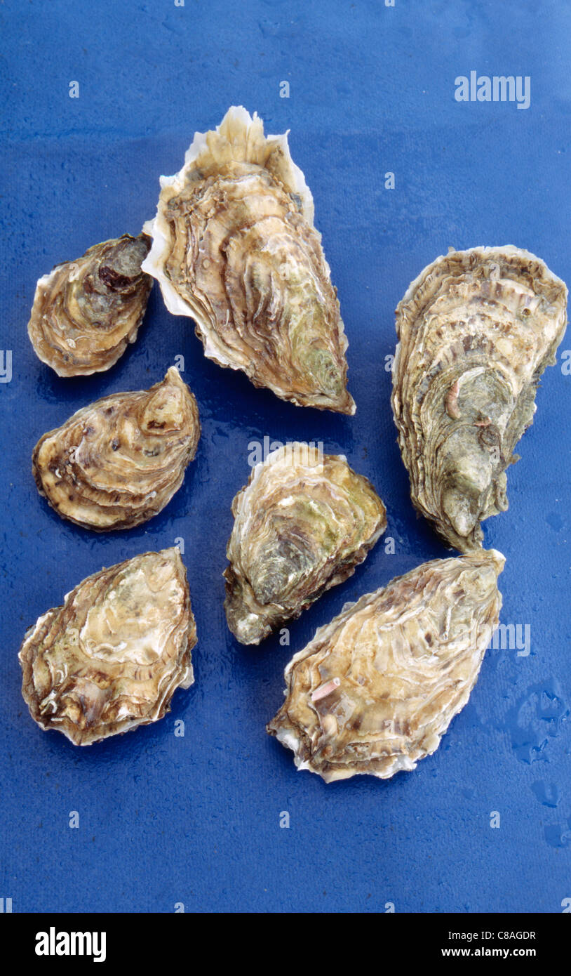 Selection of different types of oysters Stock Photo - Alamy