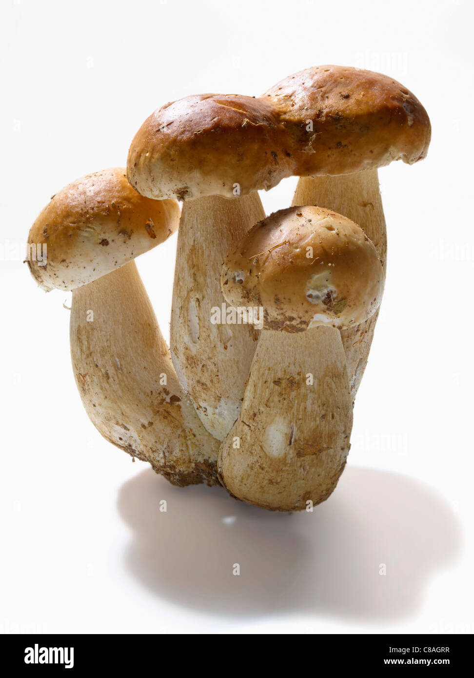 Ceps cut hi-res stock photography and images - Alamy