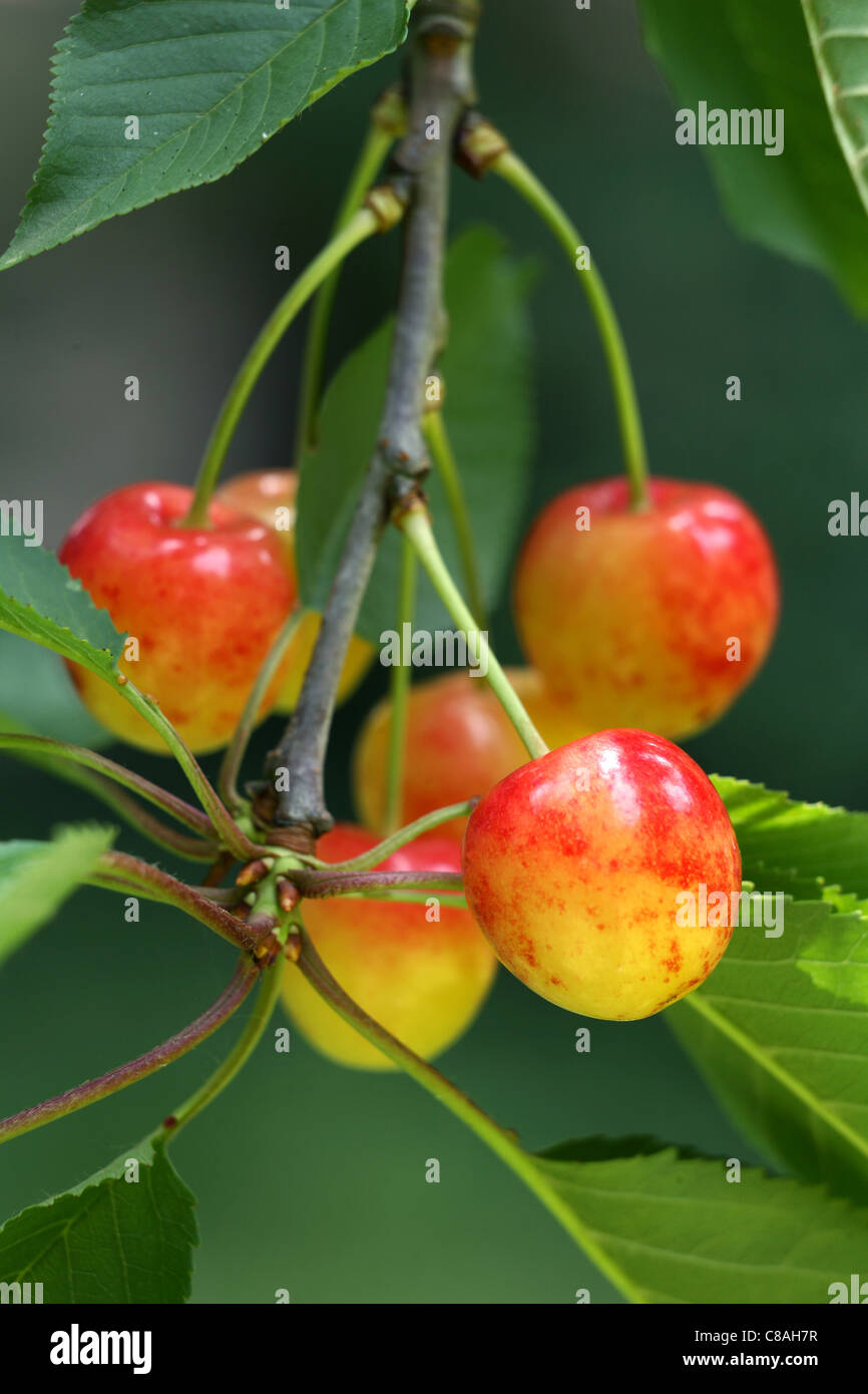 Napoleon cherry hi-res stock photography and images - Alamy