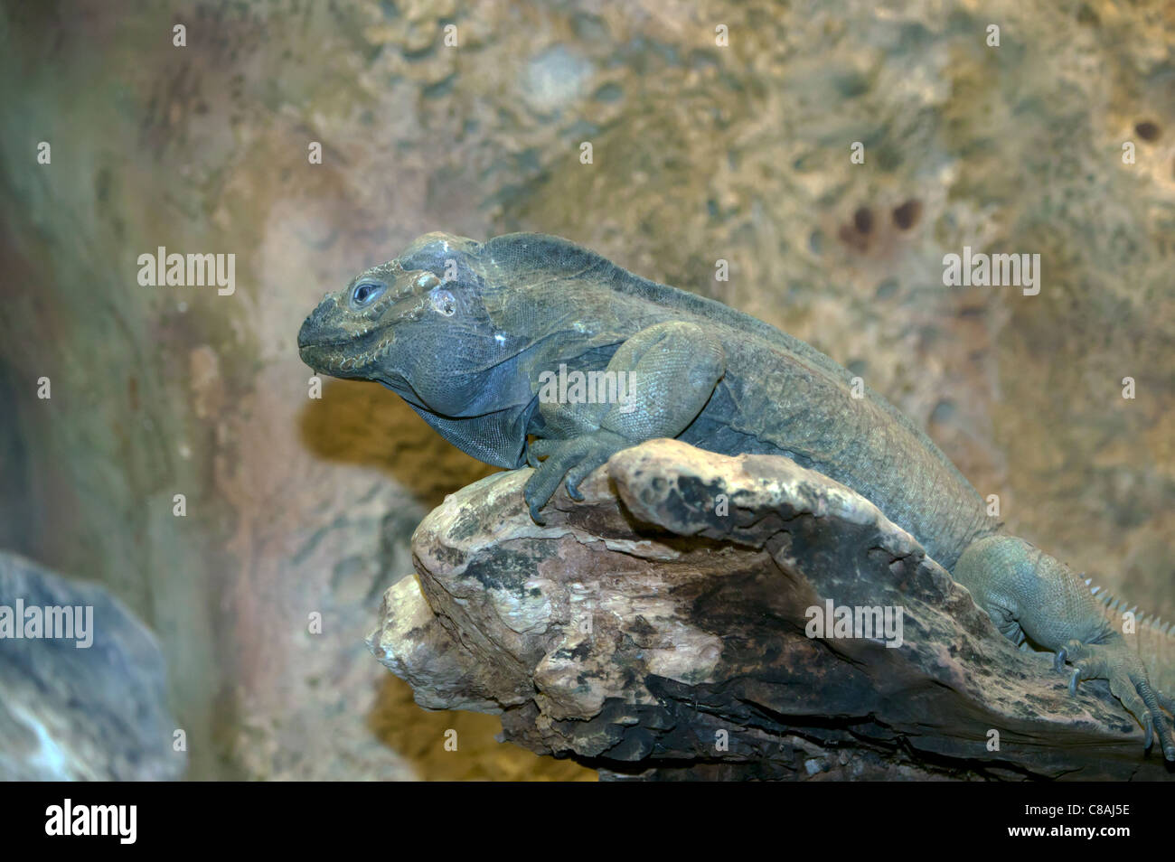 Rhinoceros Iguana, (Cyclura cornuta Stock Photo - Alamy