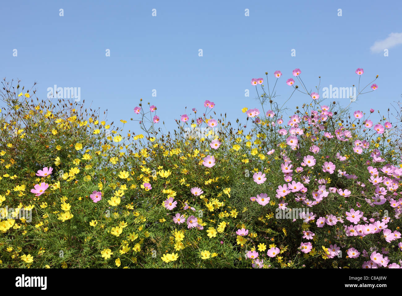Beautiful cosmos flowers against blue sky background Stock Photo - Alamy