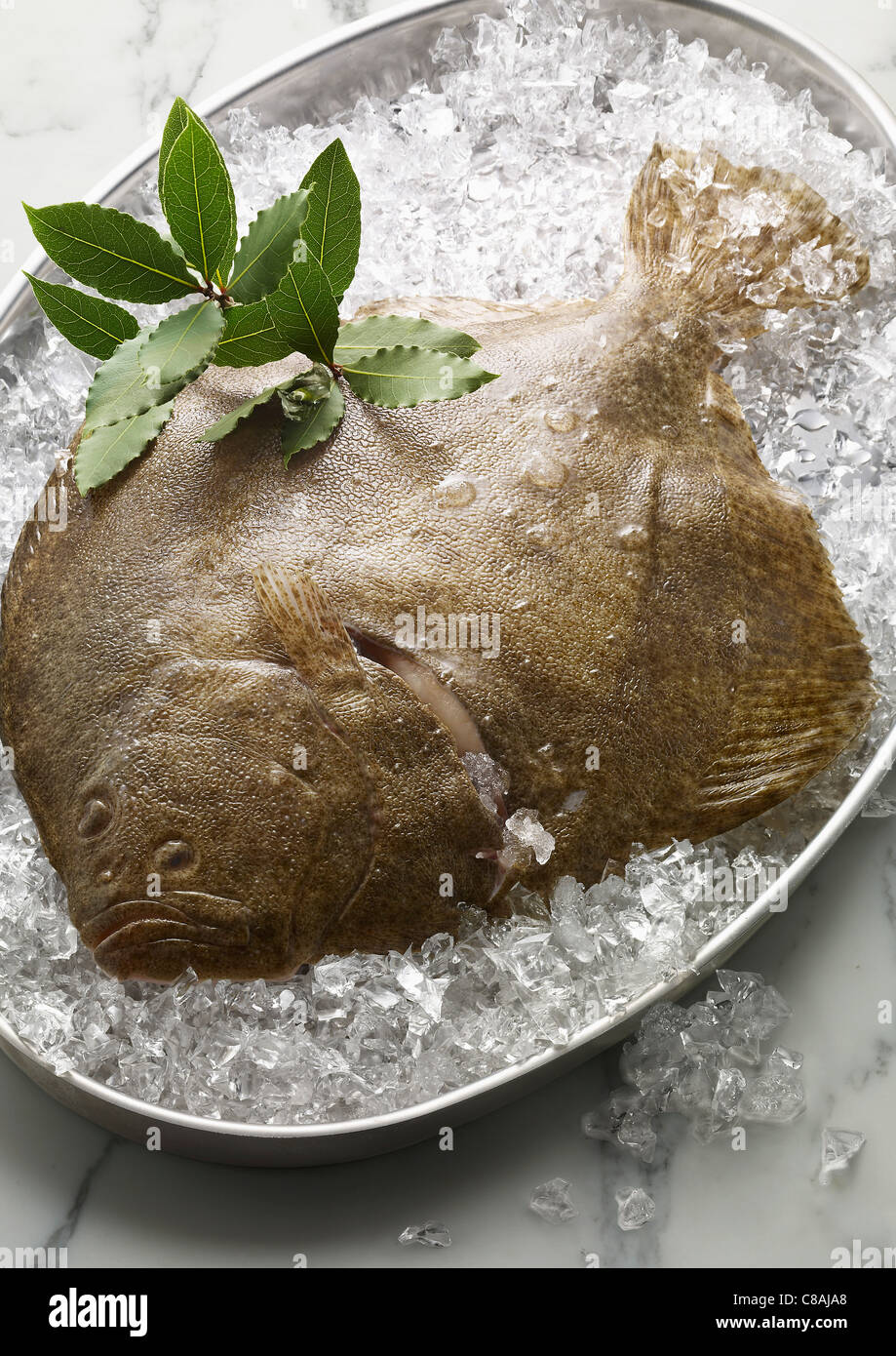 Turbot hi-res stock photography and images - Alamy