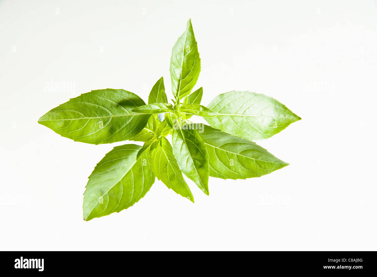 Basil leaf hi-res stock photography and images - Alamy