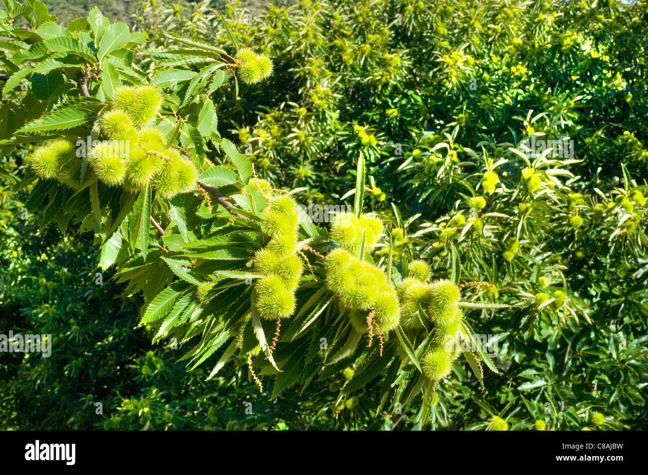 Chestnuts on the tree Stock Photo - Alamy