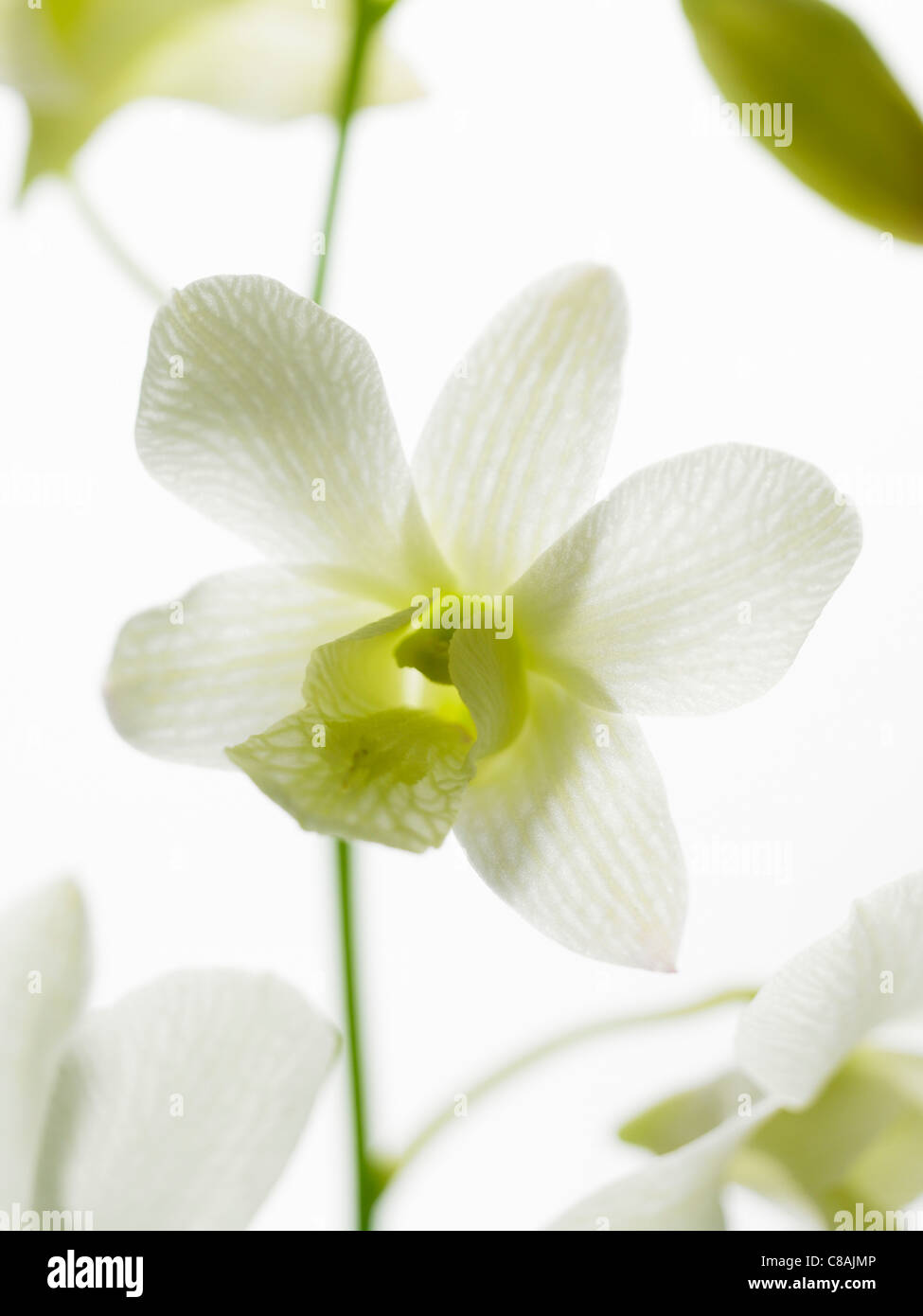 Vanilla flowers hi-res stock photography and images - Alamy