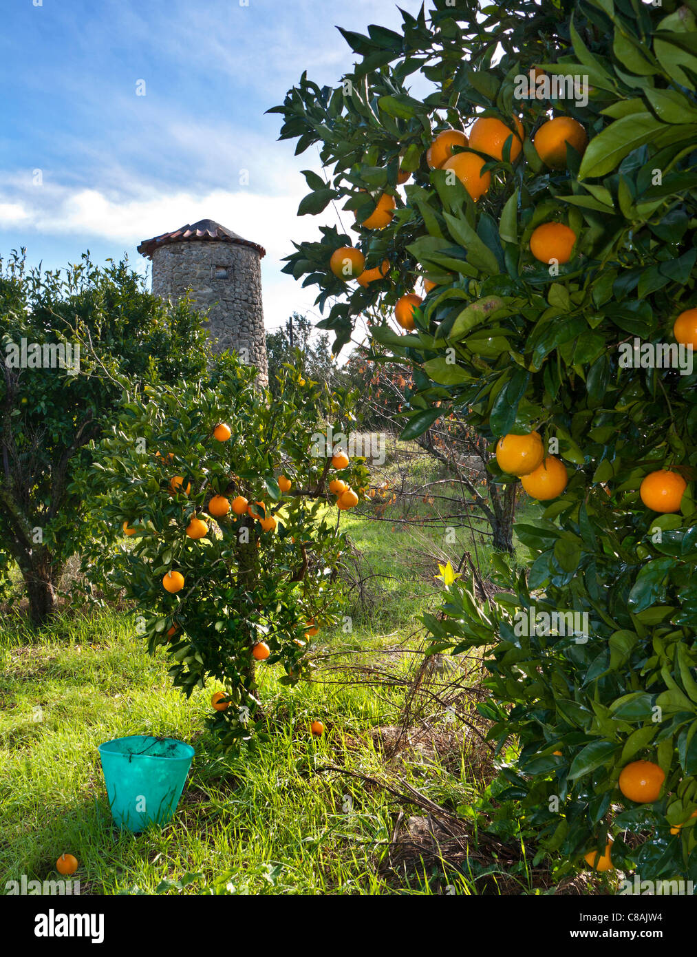 Mallorca orange grove trees with ripe oranges, traditional stone ...