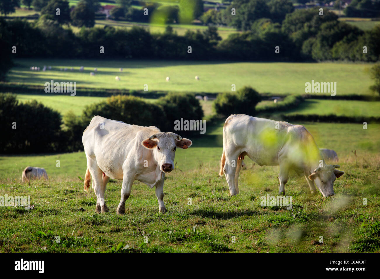 Charolais cows in a field Stock Photo - Alamy