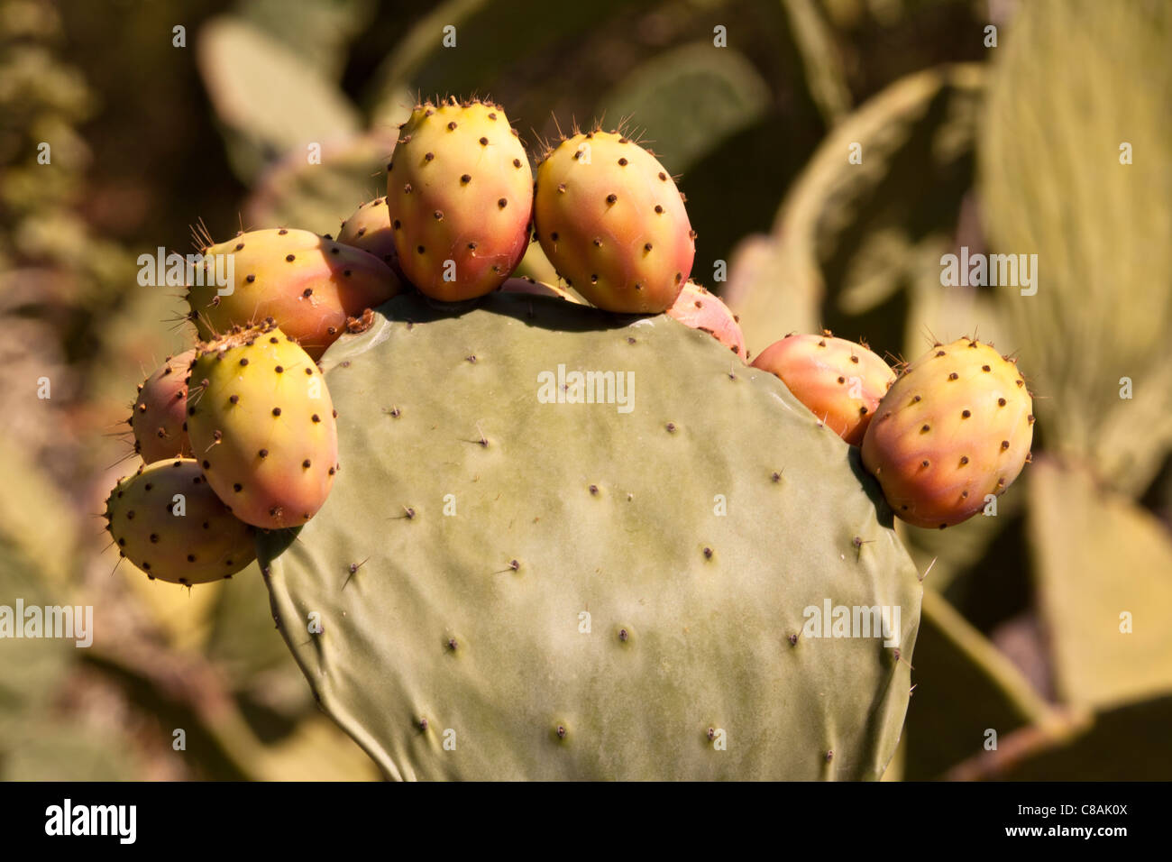 Prickly pear cactus plant, Sicily, Italy Stock Photo - Alamy