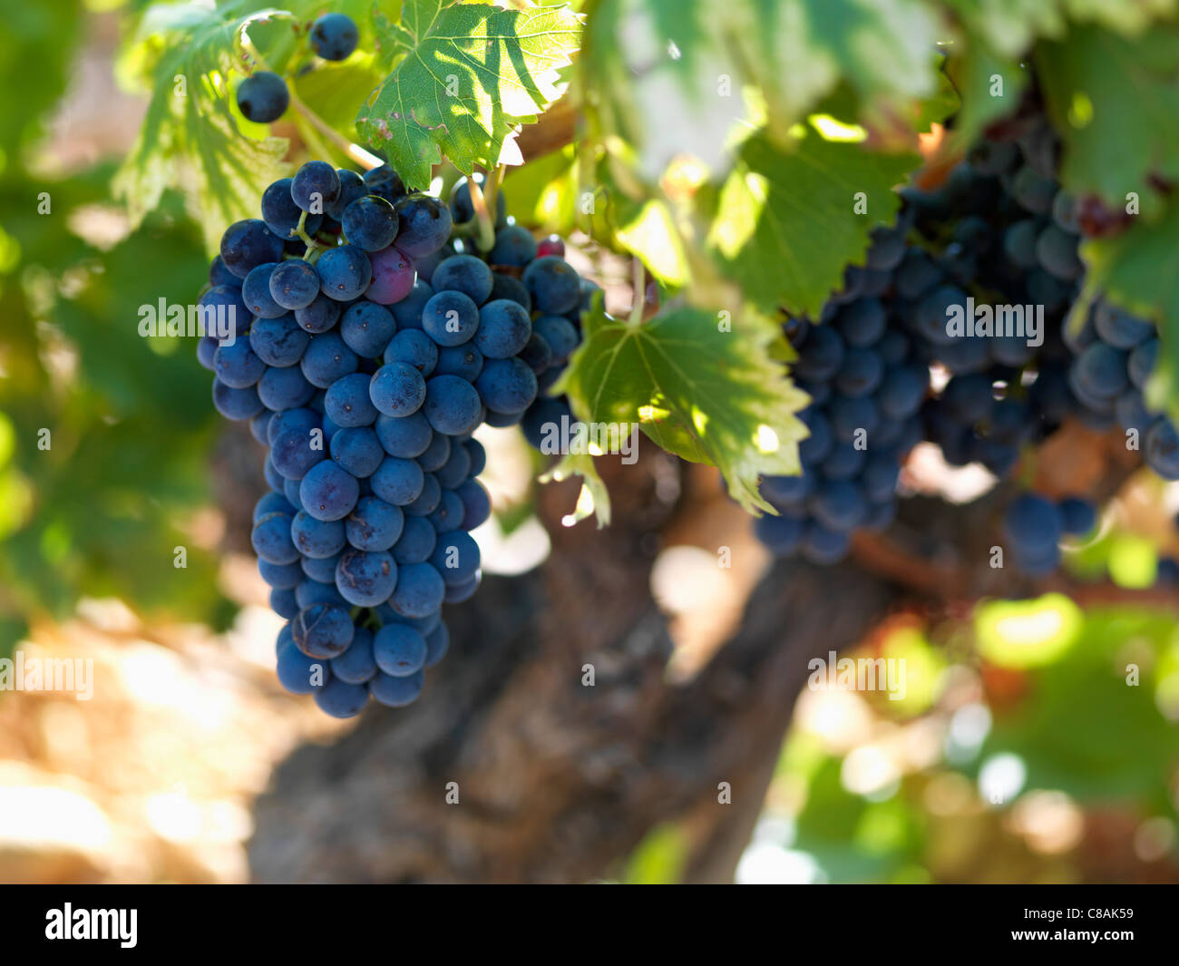 Black grapes hi-res stock photography and images - Alamy