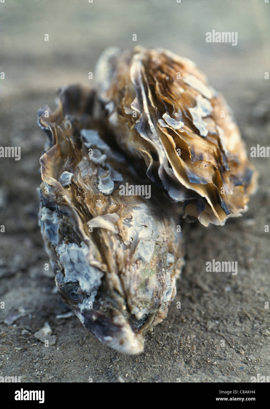 In their shells hi-res stock photography and images - Alamy