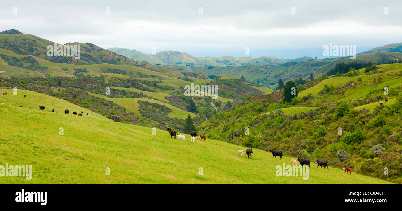 Cattle on the hills of New Zealand's farmland Stock Photo - Alamy