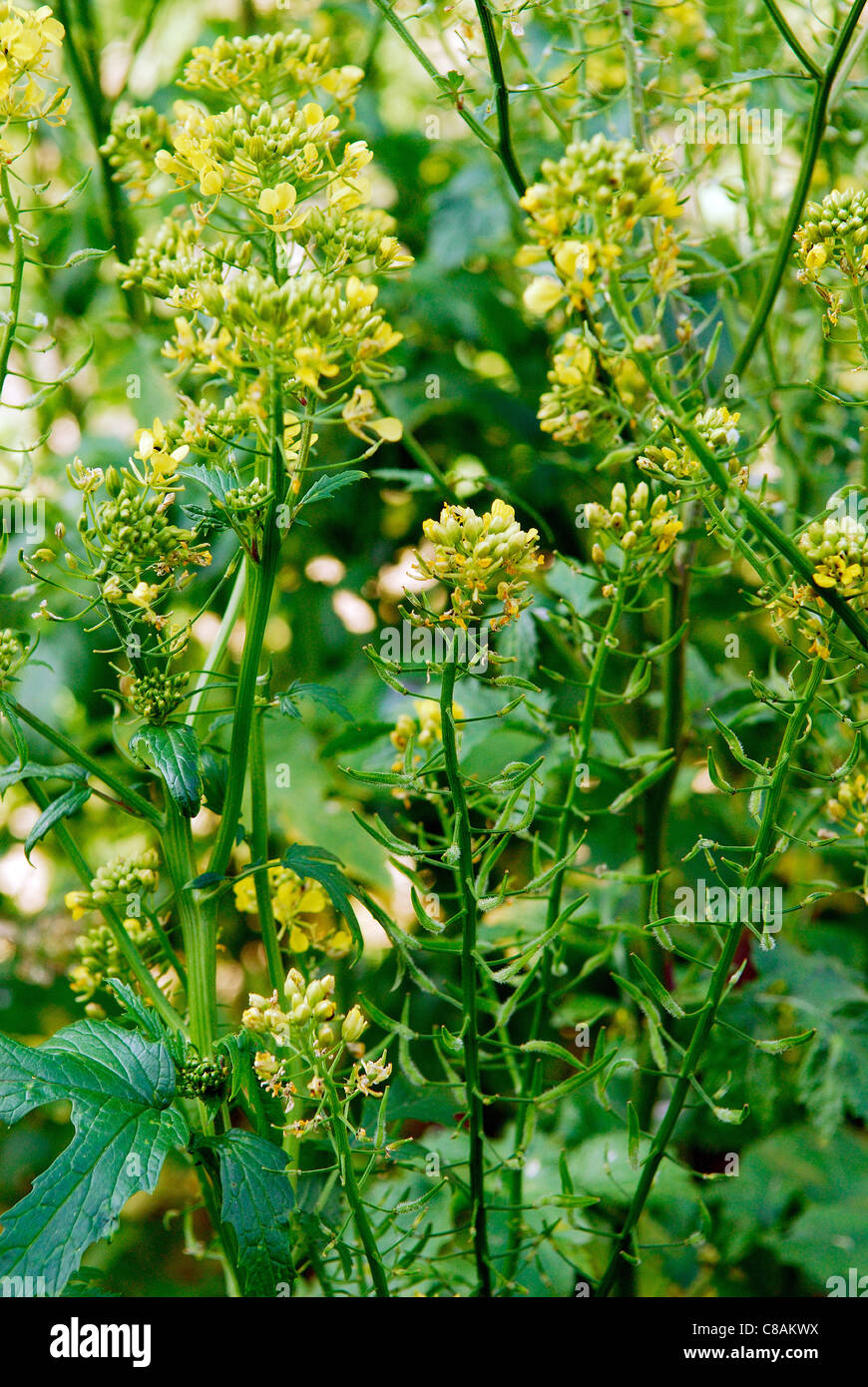 White mustard hi-res stock photography and images - Alamy
