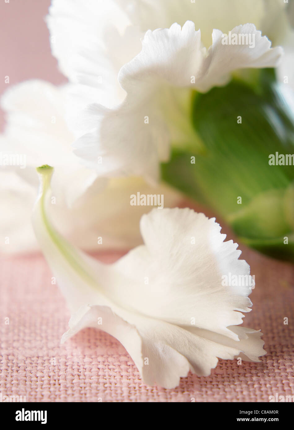 White carnation hi-res stock photography and images - Alamy