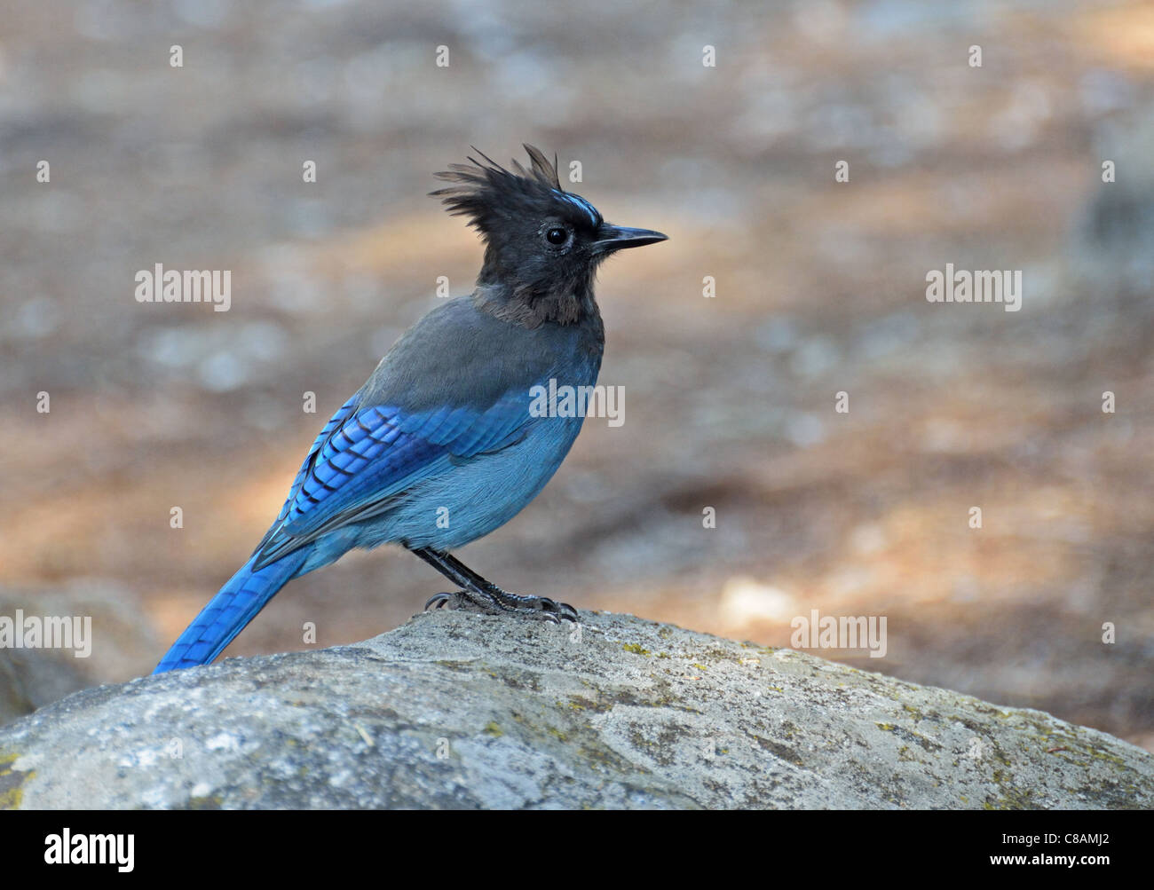 A stellar Jay on a rock in Kings Canyon California Stock Photo - Alamy
