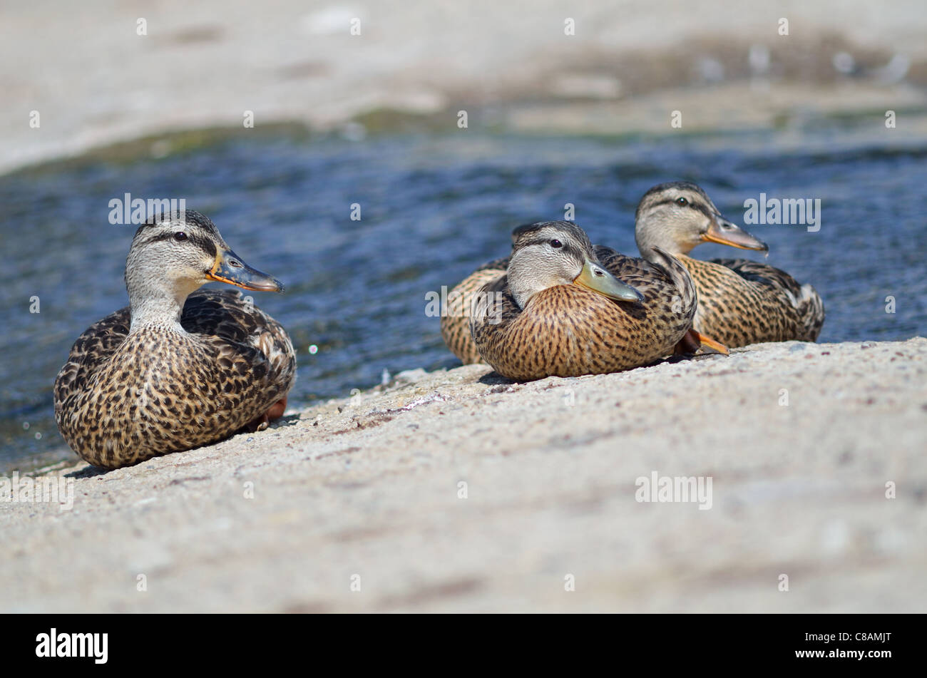 Group of ducks hi-res stock photography and images - Alamy