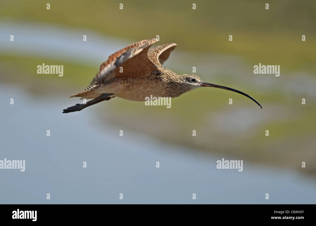 Long Billed Curlew in flight Stock Photo - Alamy