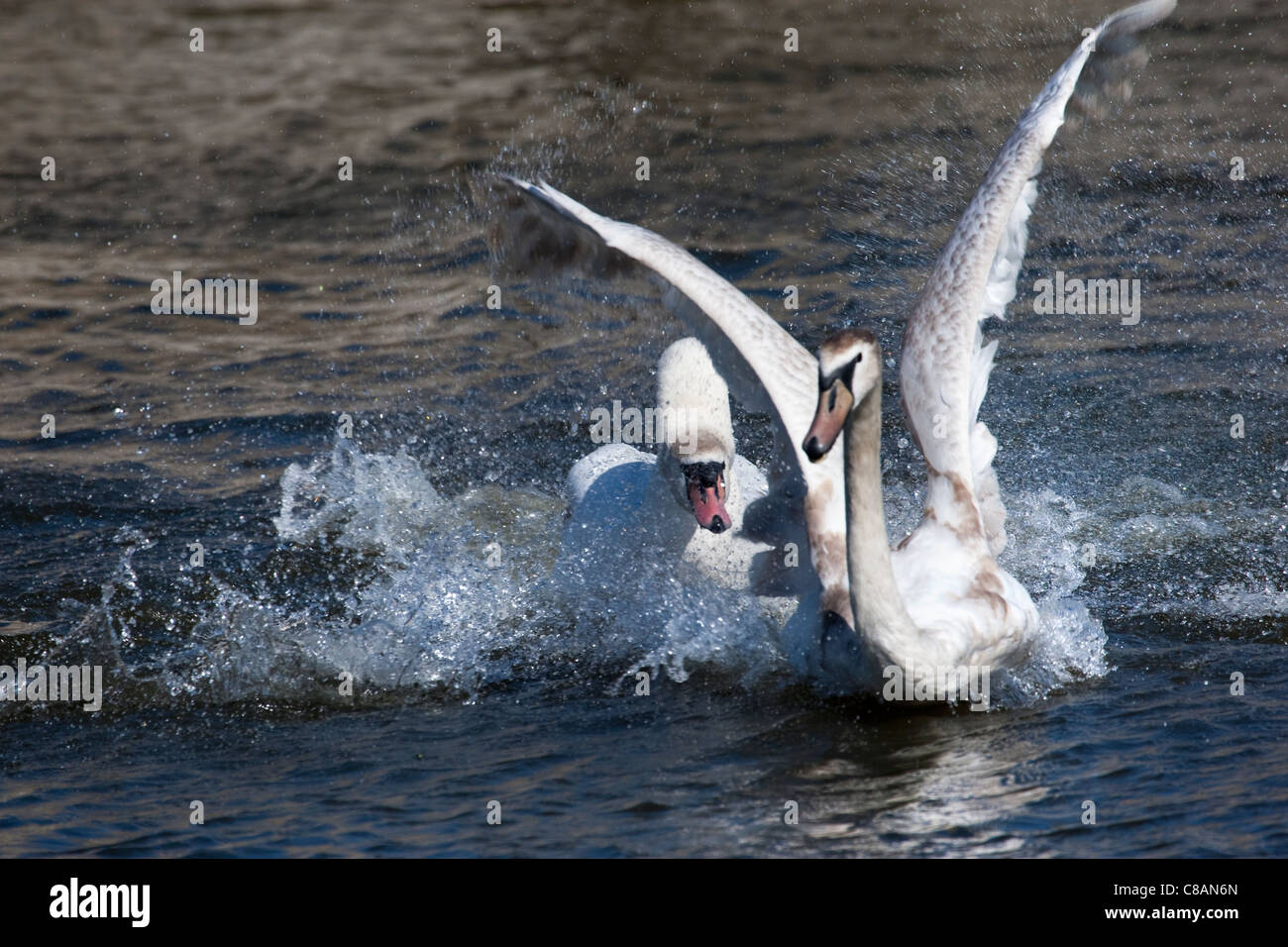 Mute Swans aggression Stock Photo - Alamy
