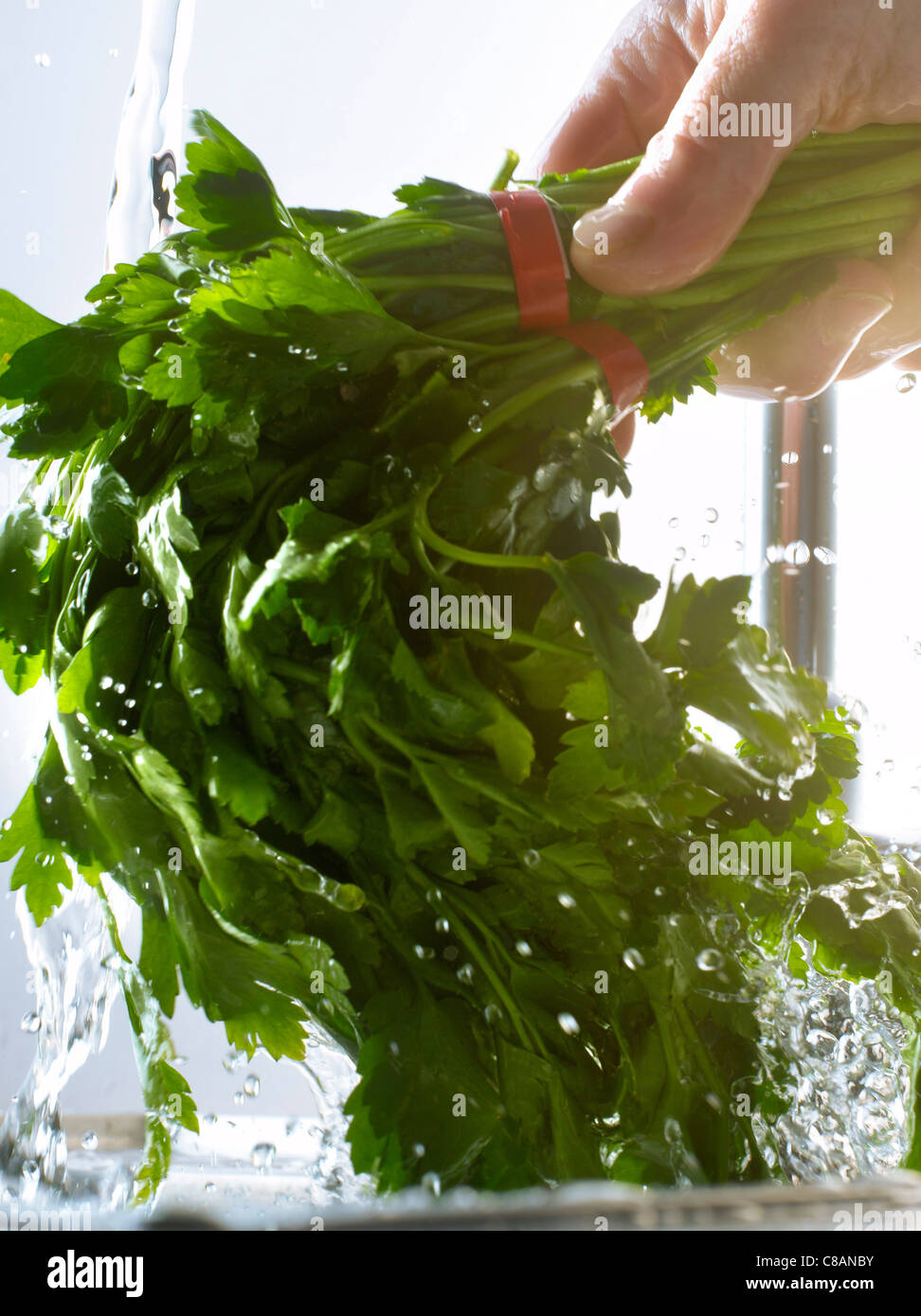Rinsing a bunch of parsley under the tap water Stock Photo - Alamy