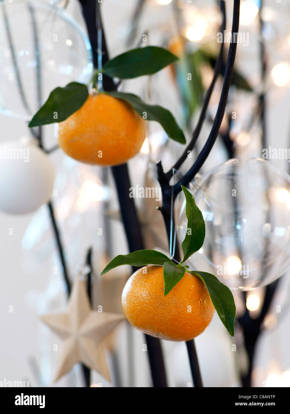 Clementines hanging as Christmas decorations Stock Photo - Alamy