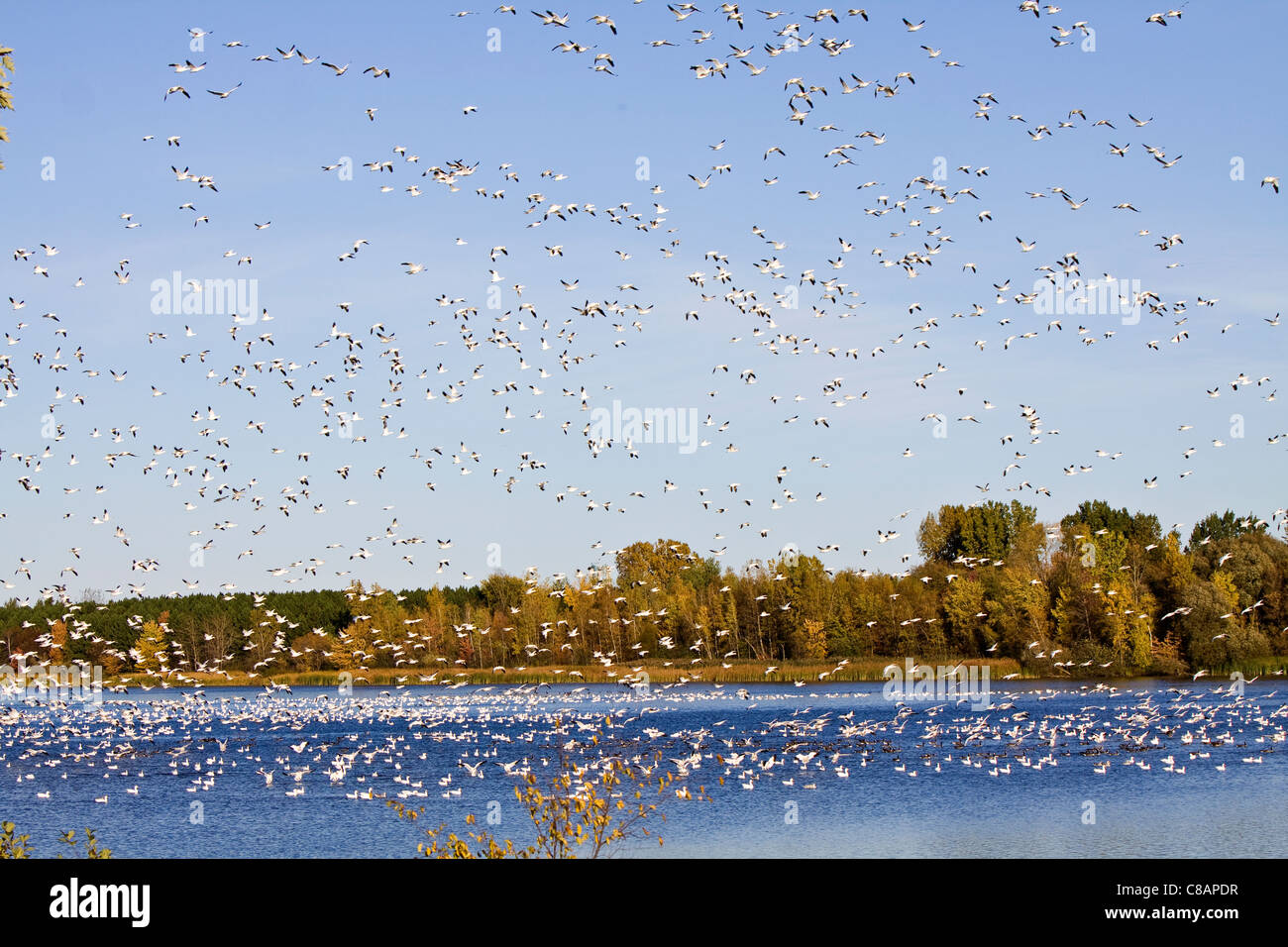 A very large flock of Greater Snow Goose, numbering tens of thousands ...