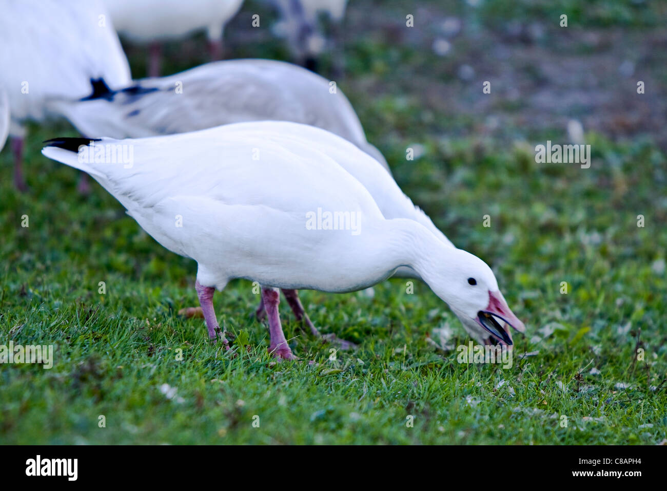 A very large flock of Greater Snow Goose, numbering tens of thousands ...