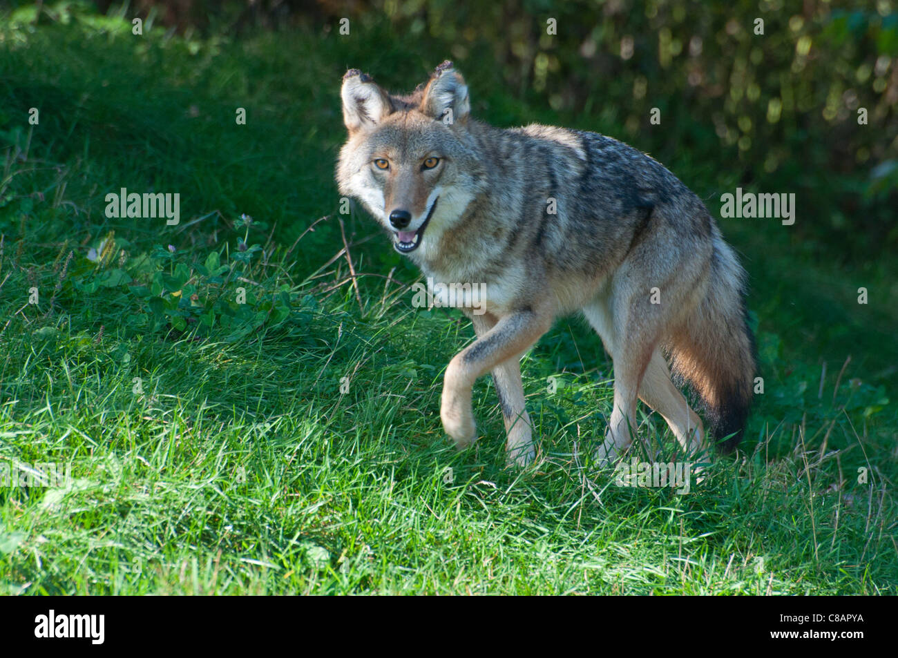 A view of a Coyote Stock Photo - Alamy