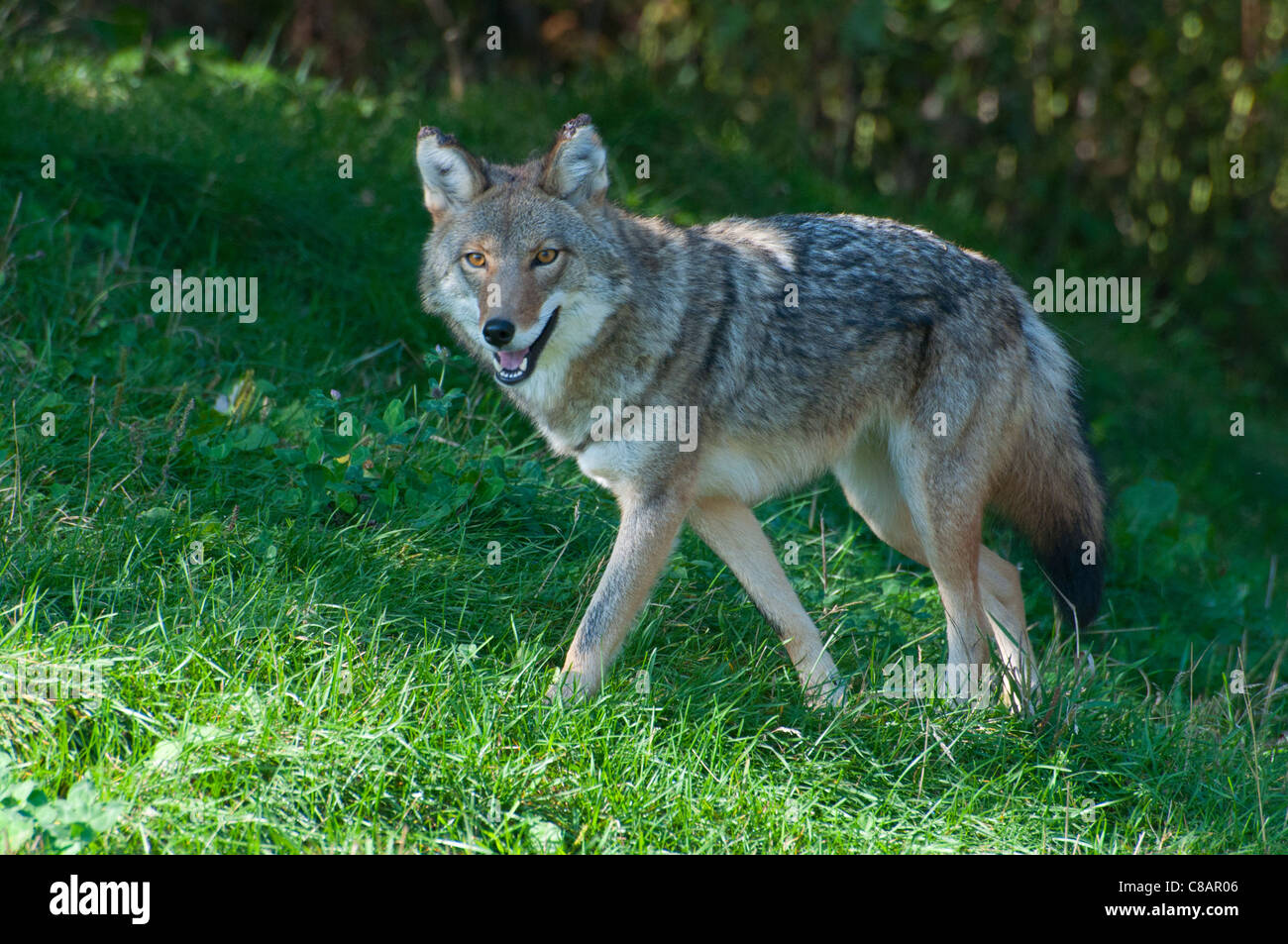 A view of a Coyote Stock Photo - Alamy