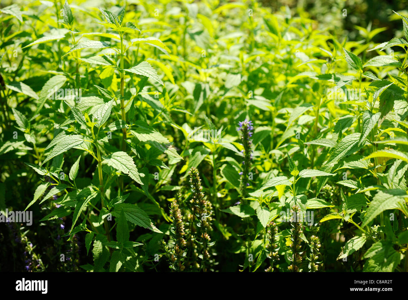 Peppermint seedling hi-res stock photography and images - Alamy
